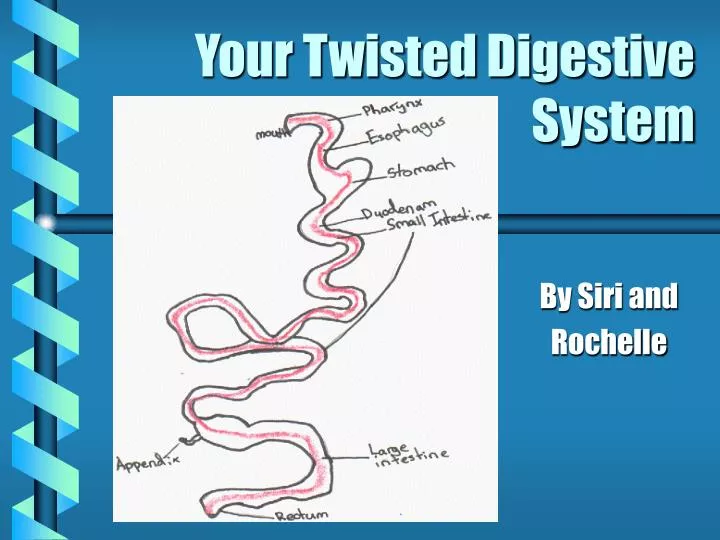 PPT - Your Twisted Digestive System PowerPoint Presentation, free ...