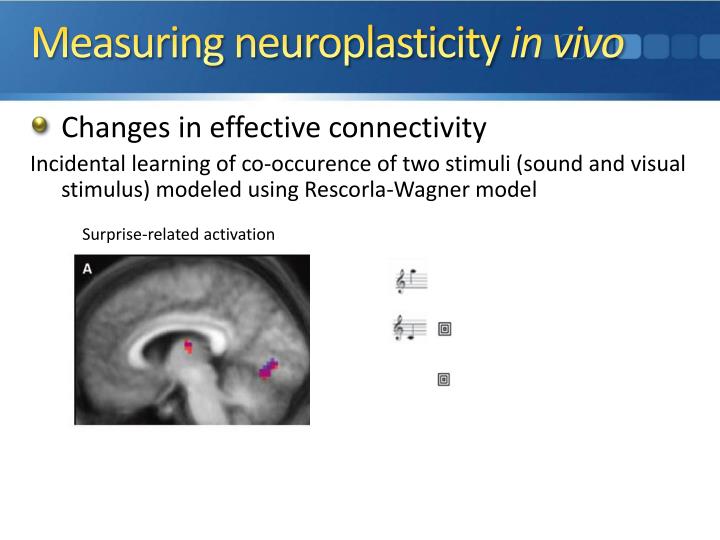 PPT - Measuring plasticity with MRI in humans PowerPoint Presentation ...