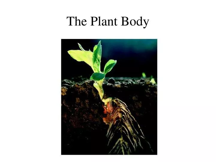 PPT - The Plant Body PowerPoint Presentation, free download - ID:734290