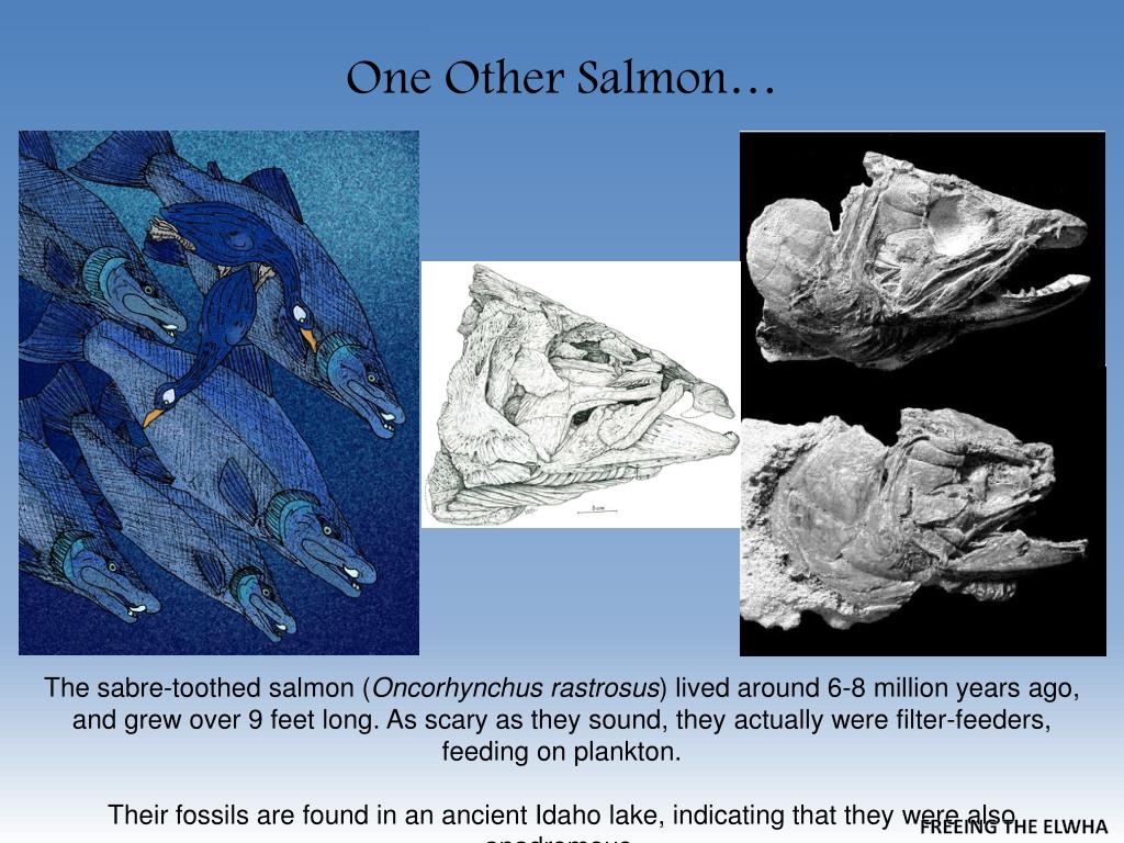 Ppt Pacific Salmon Powerpoint Presentation Free Download Id734501