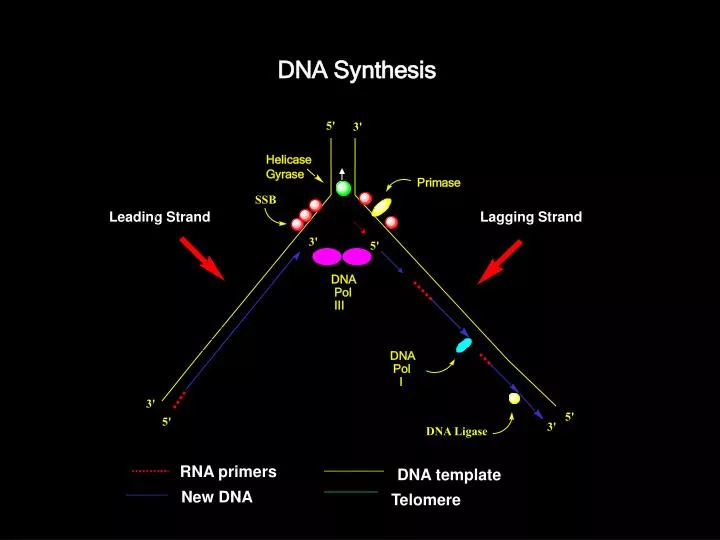 PPT - DNA Synthesis PowerPoint Presentation, free download - ID:734894