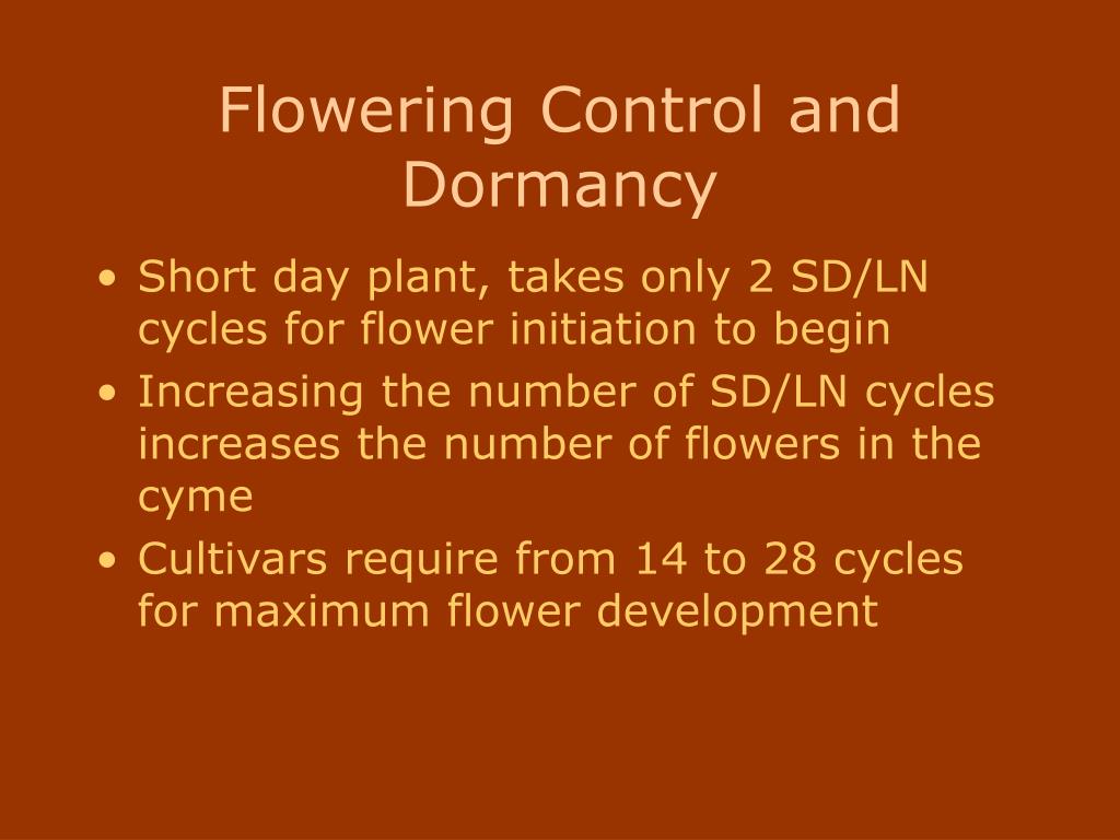 PPT - Kalanchoe blossfeldiana PowerPoint Presentation, free download ...