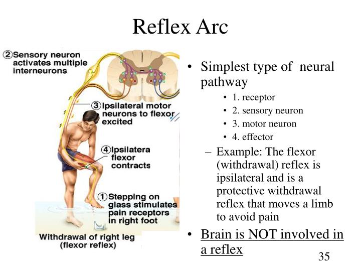 PPT - Chapter 13 Spinal Cord, Nerves and Reflexes PowerPoint ...