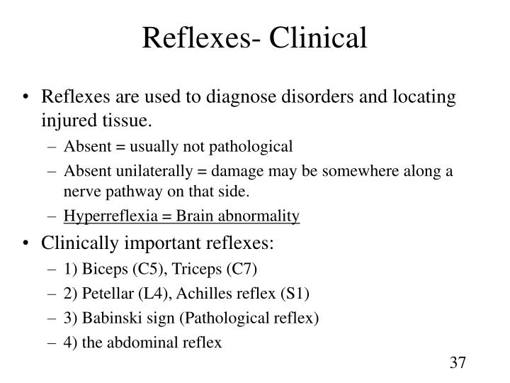 PPT - Chapter 13 Spinal Cord, Nerves and Reflexes PowerPoint ...