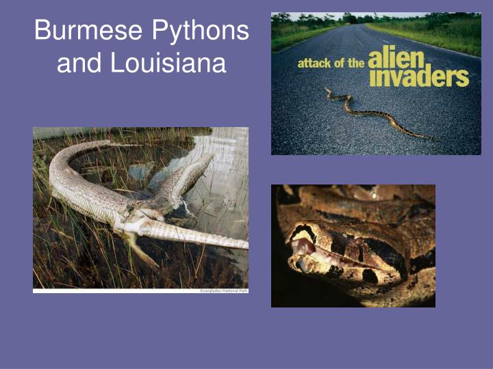 PPT - Biodiversity PowerPoint Presentation - ID:735848