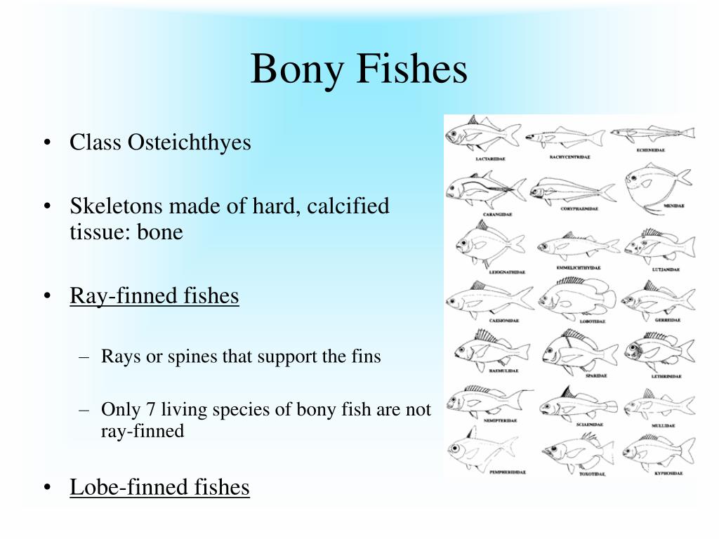 PPT - Nonvertebrate Chordates, Fishes, and Amphibians PowerPoint ...