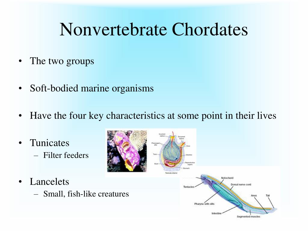 PPT - Nonvertebrate Chordates, Fishes, and Amphibians PowerPoint ...