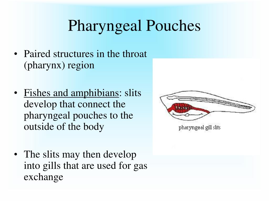 PPT - Nonvertebrate Chordates, Fishes, and Amphibians PowerPoint ...