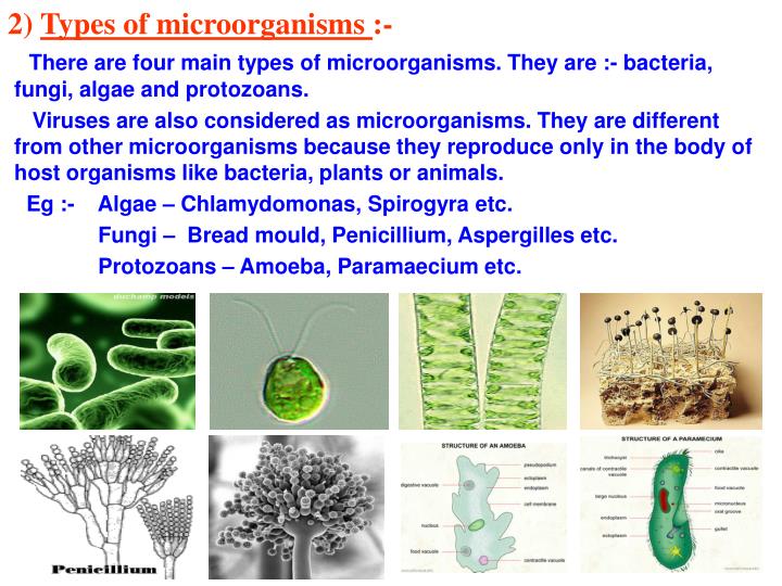 PPT - CHAPTER - 2 MICROORGANISMS : FRIEND AND FOE PowerPoint ...