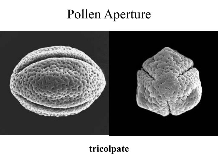 PPT - Palynology Michael G. Simpson PowerPoint Presentation - ID:736101