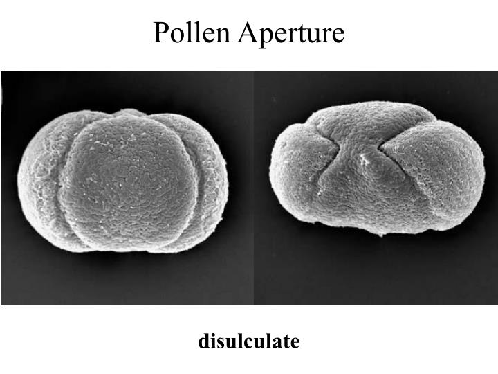 PPT - Palynology Michael G. Simpson PowerPoint Presentation - ID:736101