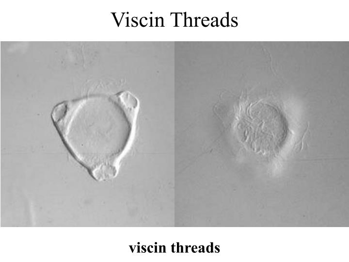 PPT - Palynology Michael G. Simpson PowerPoint Presentation - ID:736101