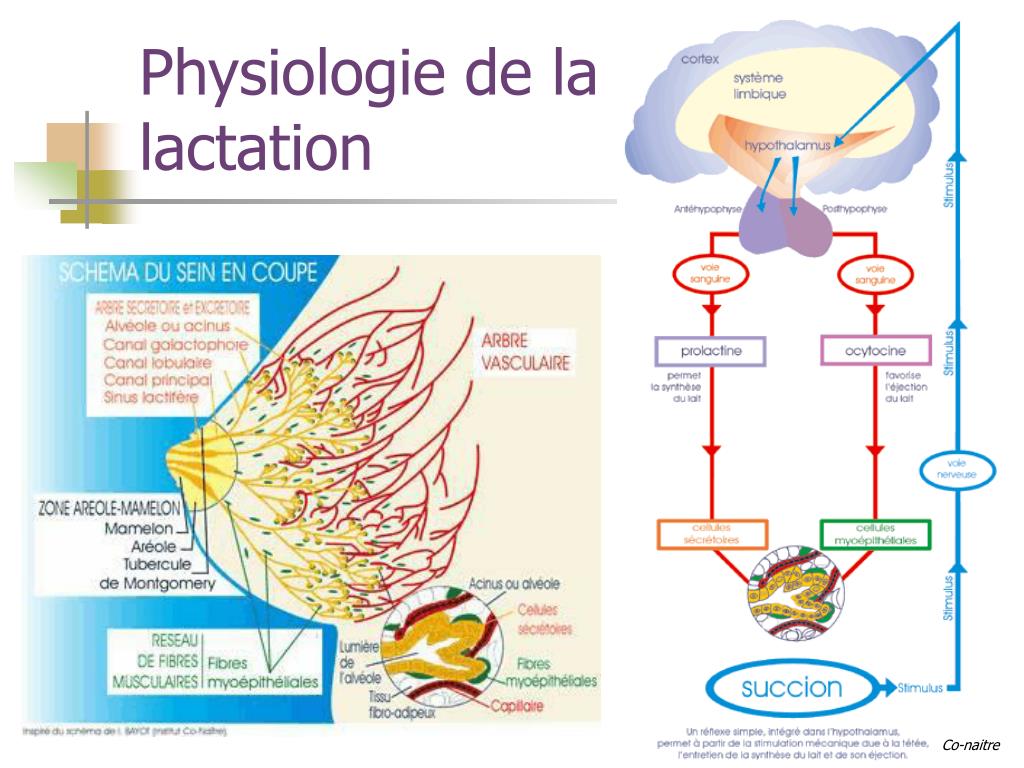PPT - Prise en charge de l’initiation de l’allaitement maternel en ...