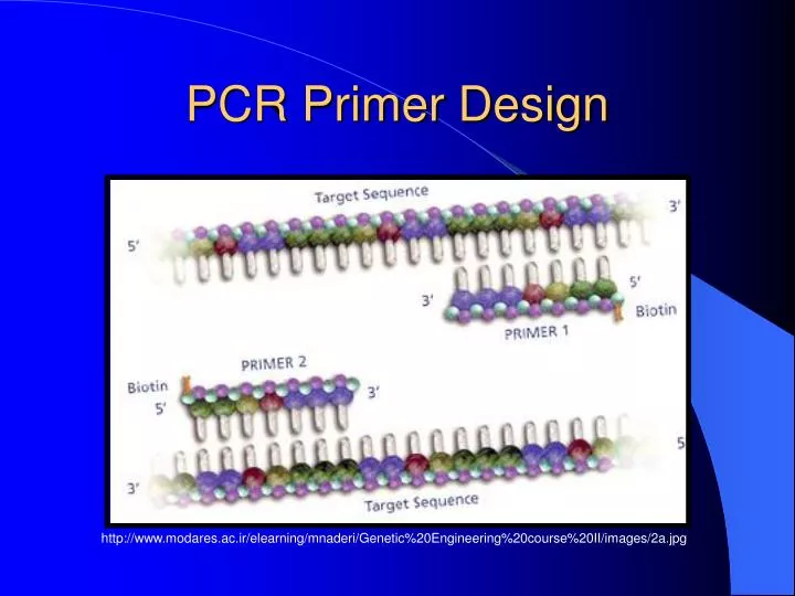 PPT - PCR Primer Design PowerPoint Presentation, free download - ID:737169