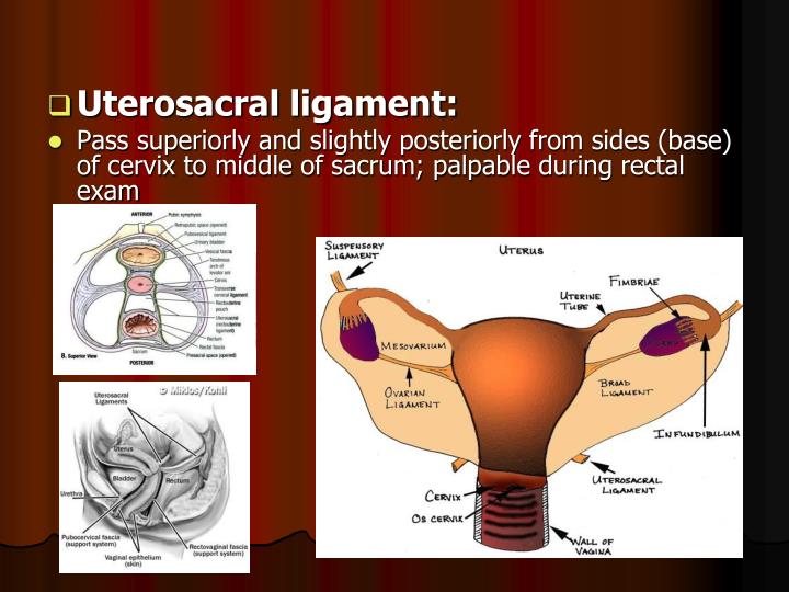 Ppt Genital Prolapse Powerpoint Presentation Id 737997