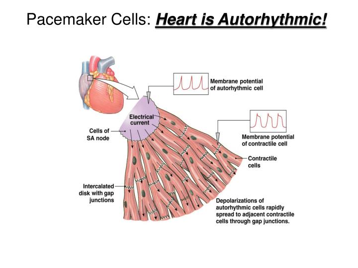 PPT - Cardiovascular Physiology PowerPoint Presentation - ID:738073