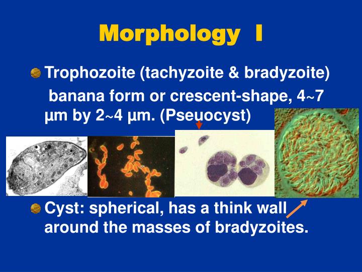 PPT - Toxoplasma gondii and toxoplasmosis PowerPoint Presentation - ID ...