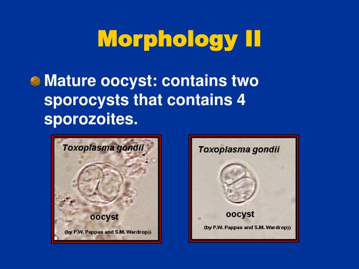 PPT - Toxoplasma gondii and toxoplasmosis PowerPoint Presentation - ID ...