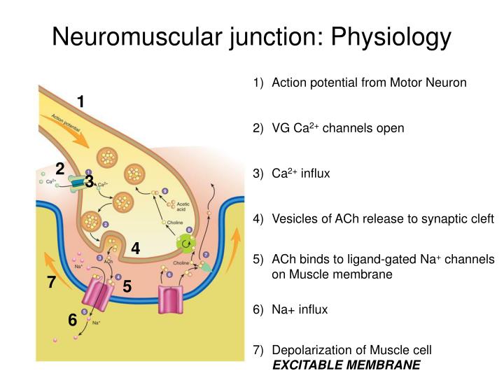 PPT - Muscle Physiology PowerPoint Presentation - ID:738447