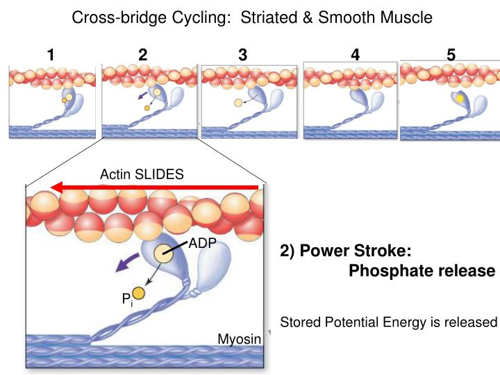 PPT - Muscle Physiology PowerPoint Presentation - ID:738447
