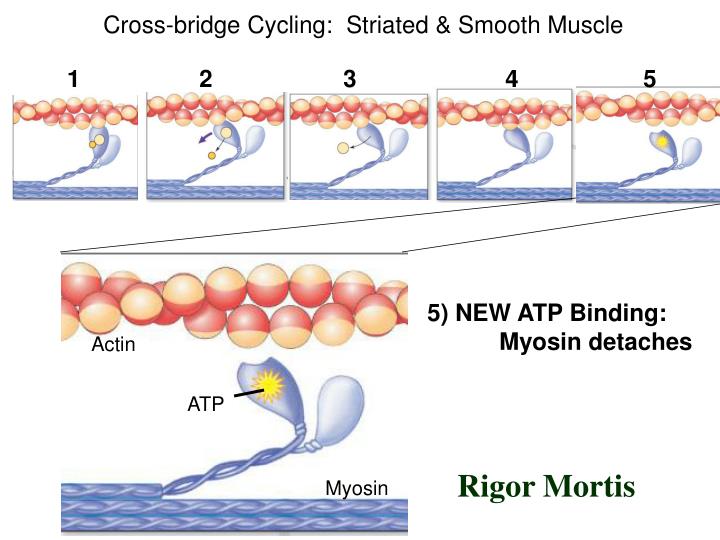 PPT - Muscle Physiology PowerPoint Presentation - ID:738447