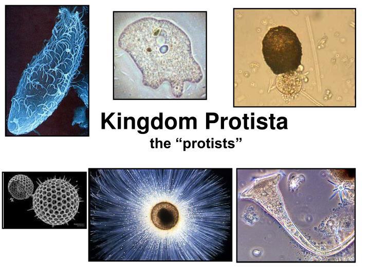 PPT - Kingdom Protista the “protists” PowerPoint Presentation, free ...