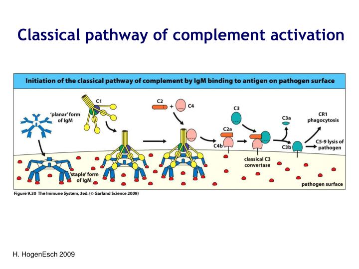 PPT - Complement PowerPoint Presentation - ID:740256