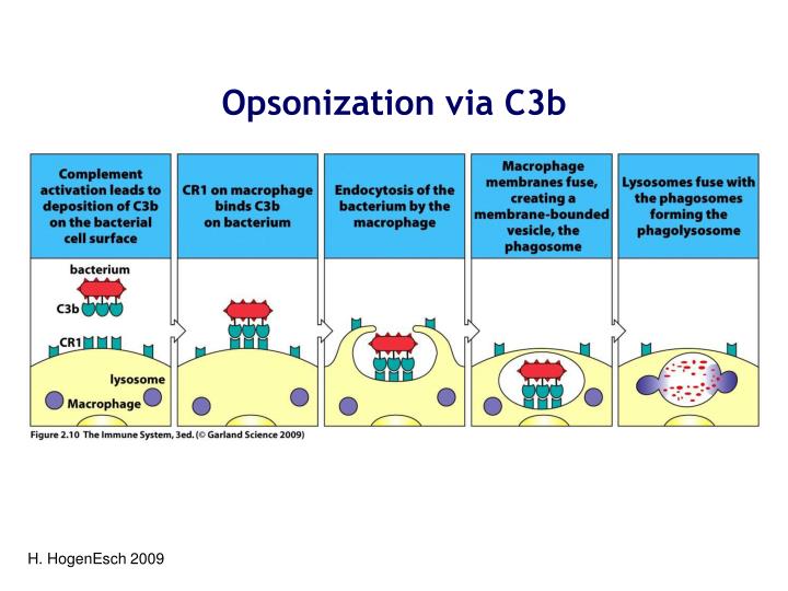 PPT - Complement PowerPoint Presentation - ID:740256