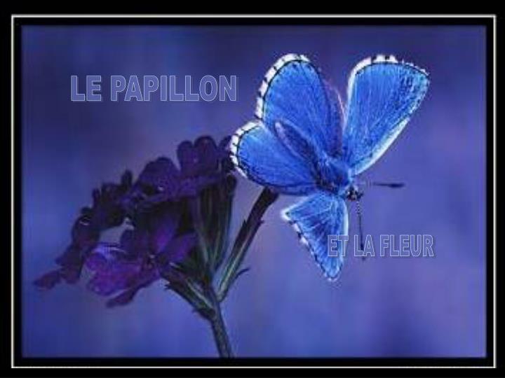 PPT - LE PAPILLON PowerPoint Presentation, free download - ID:740258