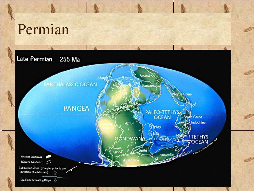 PPT - The Permian Mass Extinction PowerPoint Presentation, free ... PPT - The Permian Mass Extinction PowerPoint Presentation, free ...