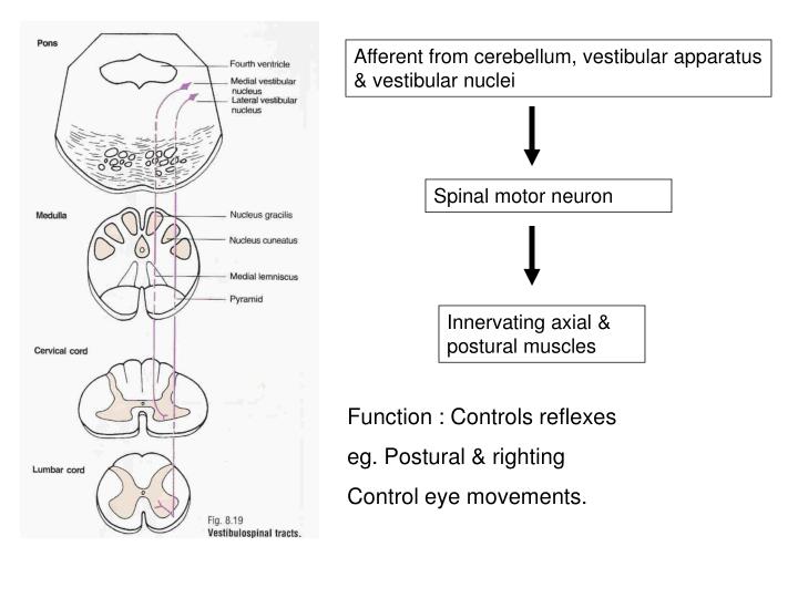 PPT - EXTRAPYRAMIDAL SYSTEM PowerPoint Presentation - ID:741414