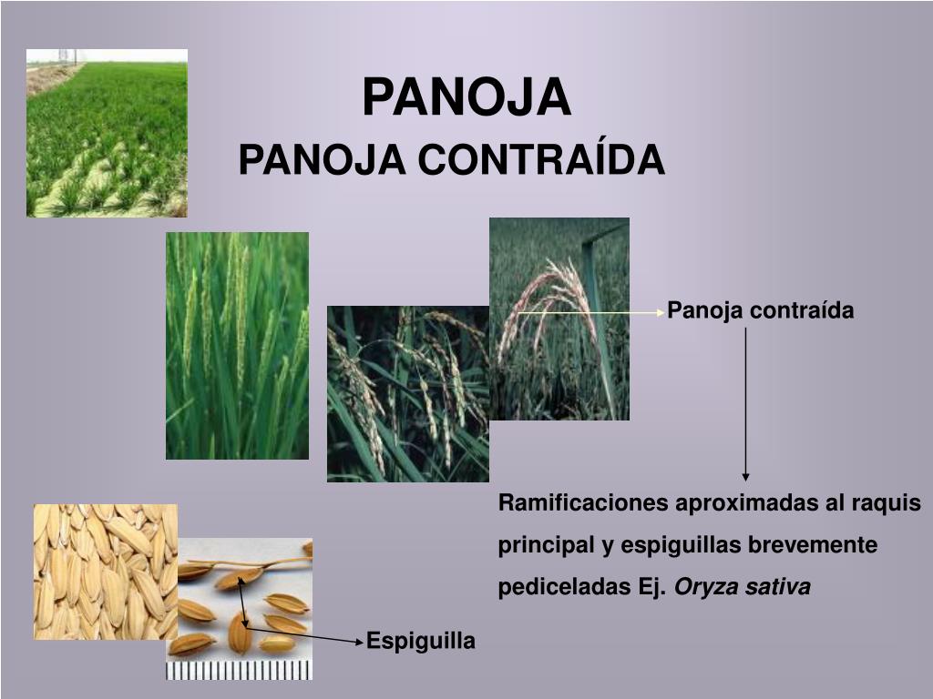 PPT - Familia POÁCEAS PowerPoint Presentation, free download - ID:742686