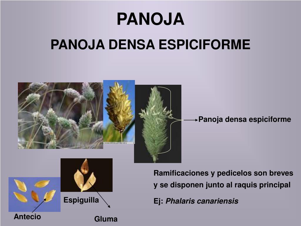PPT - Familia POÁCEAS PowerPoint Presentation, free download - ID:742686