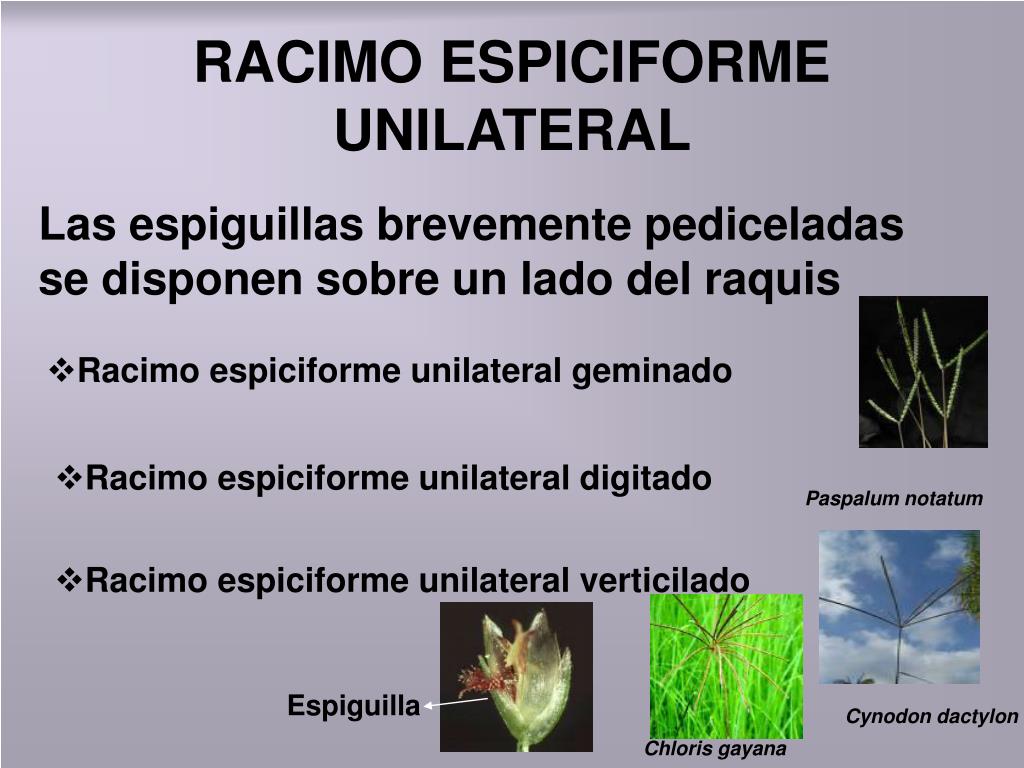 PPT - Familia POÁCEAS PowerPoint Presentation, free download - ID:742686