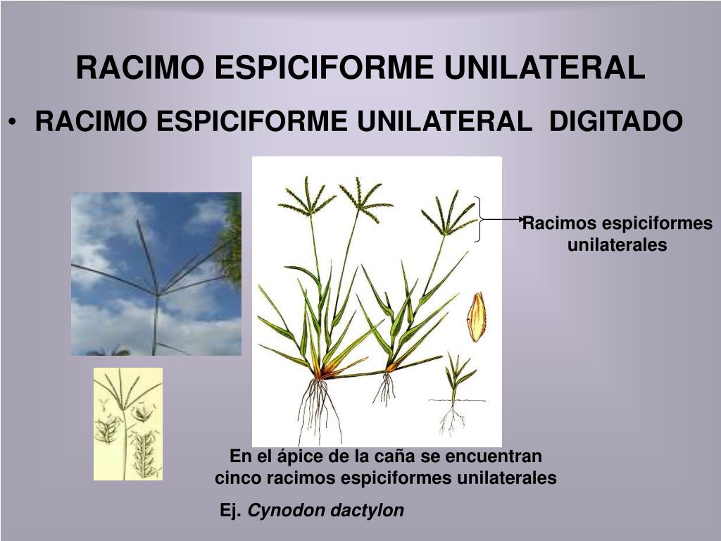 PPT - Familia POÁCEAS PowerPoint Presentation, free download - ID:742686