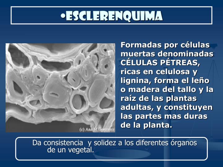 PPT - HISTOLOGIA CIENCIA QUE ESTUDIA LOS TEJIDOS PowerPoint ...
