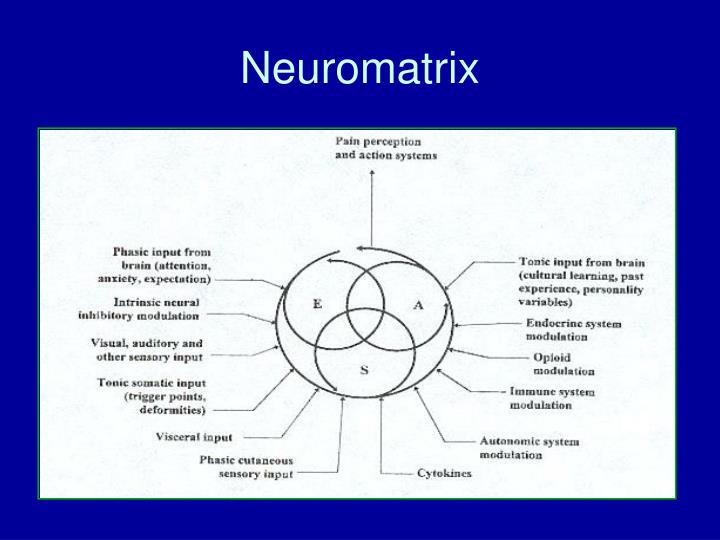 PPT - Pathophysiology of Acute & Chronic Pain PowerPoint Presentation ...