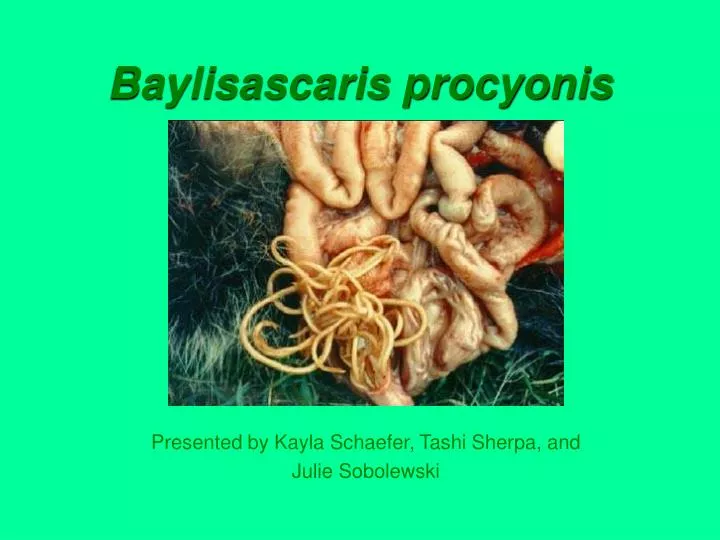 PPT - Baylisascaris procyonis PowerPoint Presentation, free download ...