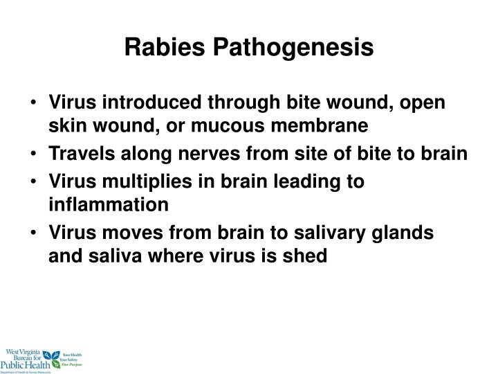 PPT - Biology and Epidemiology of the Rabies Virus PowerPoint ...