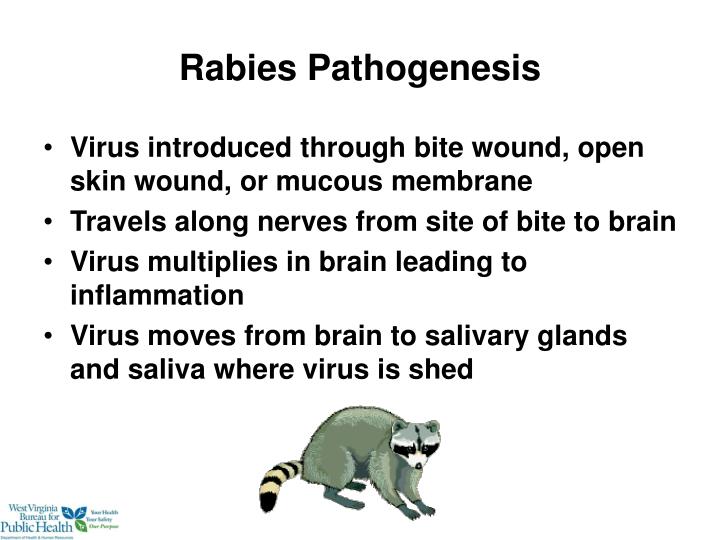 PPT - Biology and Epidemiology of the Rabies Virus PowerPoint ...