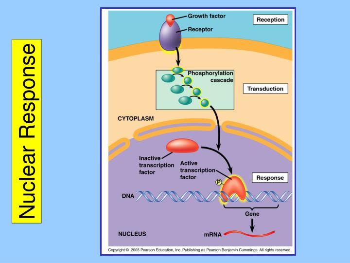 PPT - Chapter 11: Cell Communication PowerPoint Presentation - ID:745187