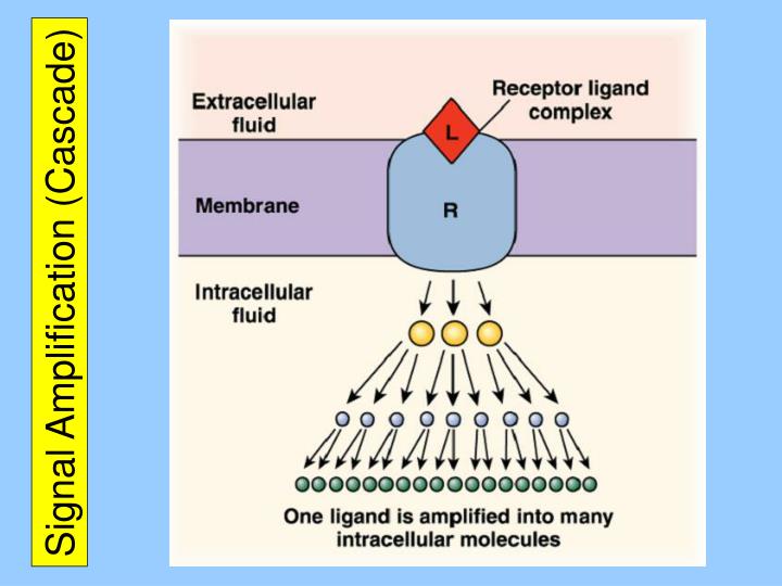 PPT - Chapter 11: Cell Communication PowerPoint Presentation - ID:745187