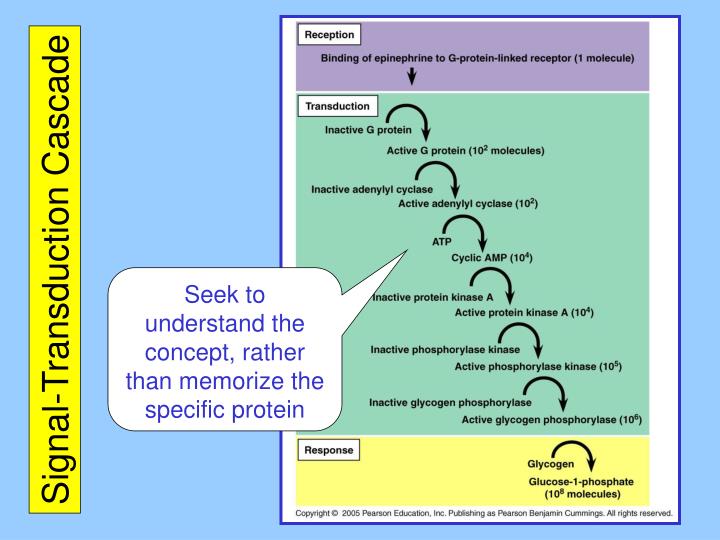 PPT - Chapter 11: Cell Communication PowerPoint Presentation - ID:745187
