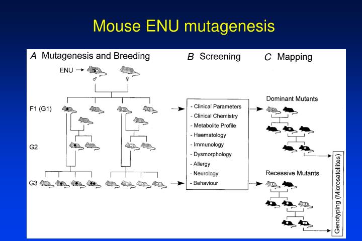 PPT - Genome-Scale Mutagenesis PowerPoint Presentation - ID:745408