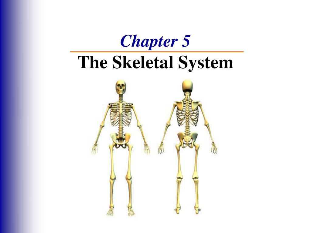 PPT Chapter 5 The Skeletal System PowerPoint Presentation ID 745746 PPT Chapter 5 The Skeletal System PowerPoint Presentation ID 745746
