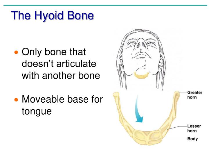 PPT - Chapter 5 The Skeletal System PowerPoint Presentation - ID:745746