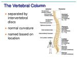 PPT - Chapter 5 The Skeletal System PowerPoint Presentation - ID:745746