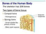 PPT - Chapter 5 The Skeletal System PowerPoint Presentation - ID:745746