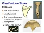 PPT - Chapter 5 The Skeletal System PowerPoint Presentation - ID:745746