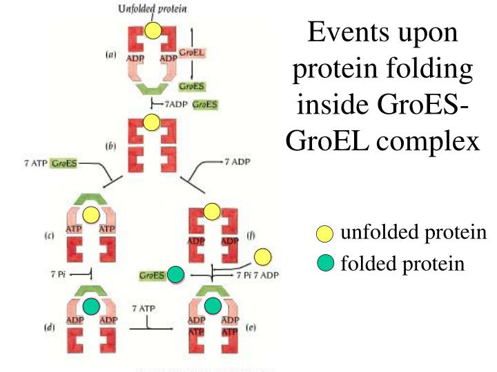 PPT - Folding and flexibility PowerPoint Presentation - ID:746012